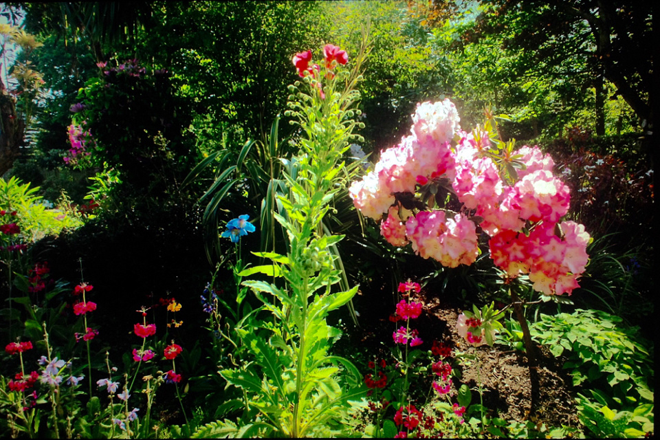 Glowing garden | GEO2B | Blipfoto