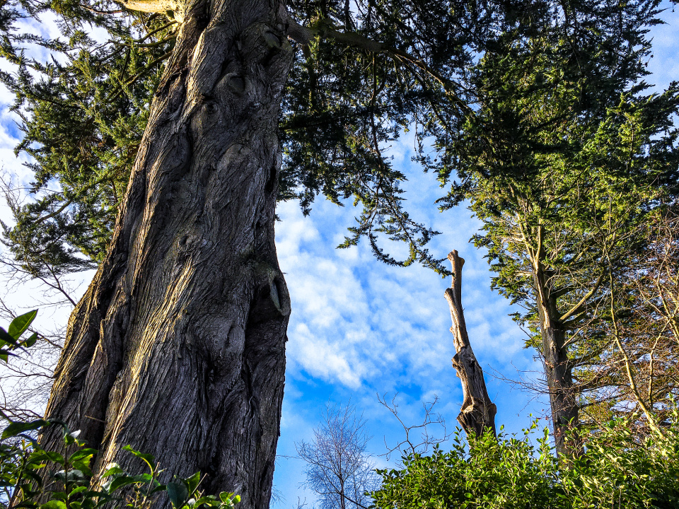 Trees again | dennismccoy79 | Blipfoto