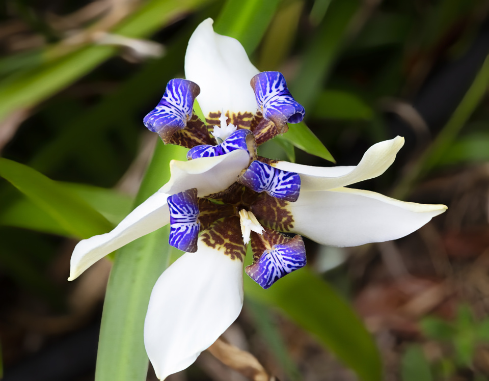 Blooming | bugsman | Blipfoto