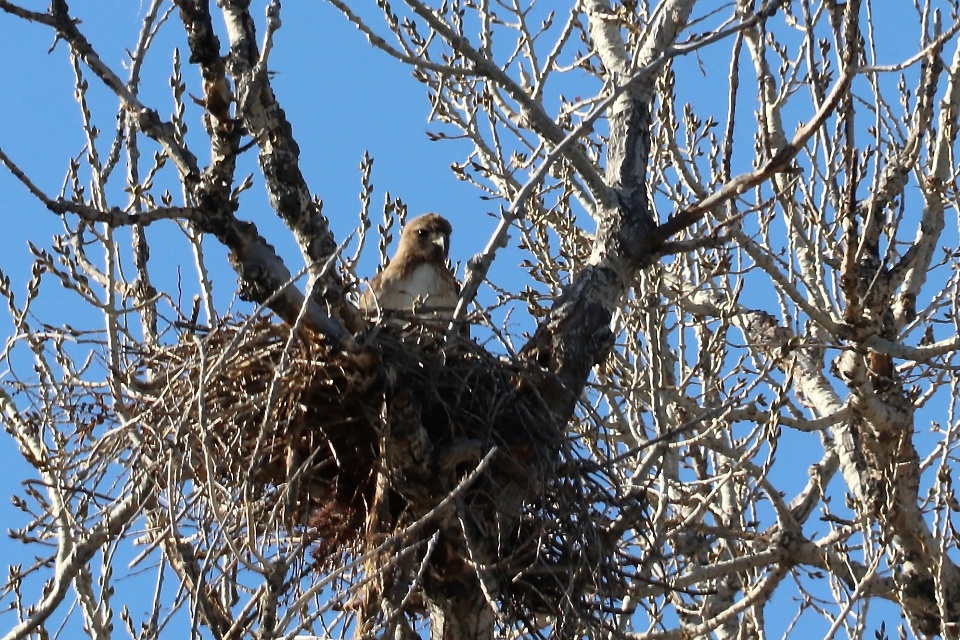 nesting time | stillandknow | Blipfoto
