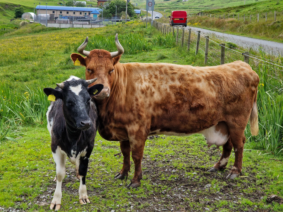 Ollaberry Short Necked Horned Giraffe | ZE1Christie | Blipfoto