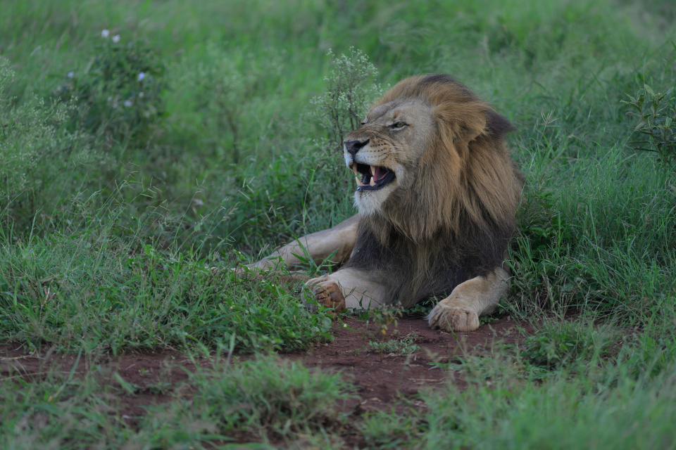 The Prince of the Pride | dbifulco | Blipfoto