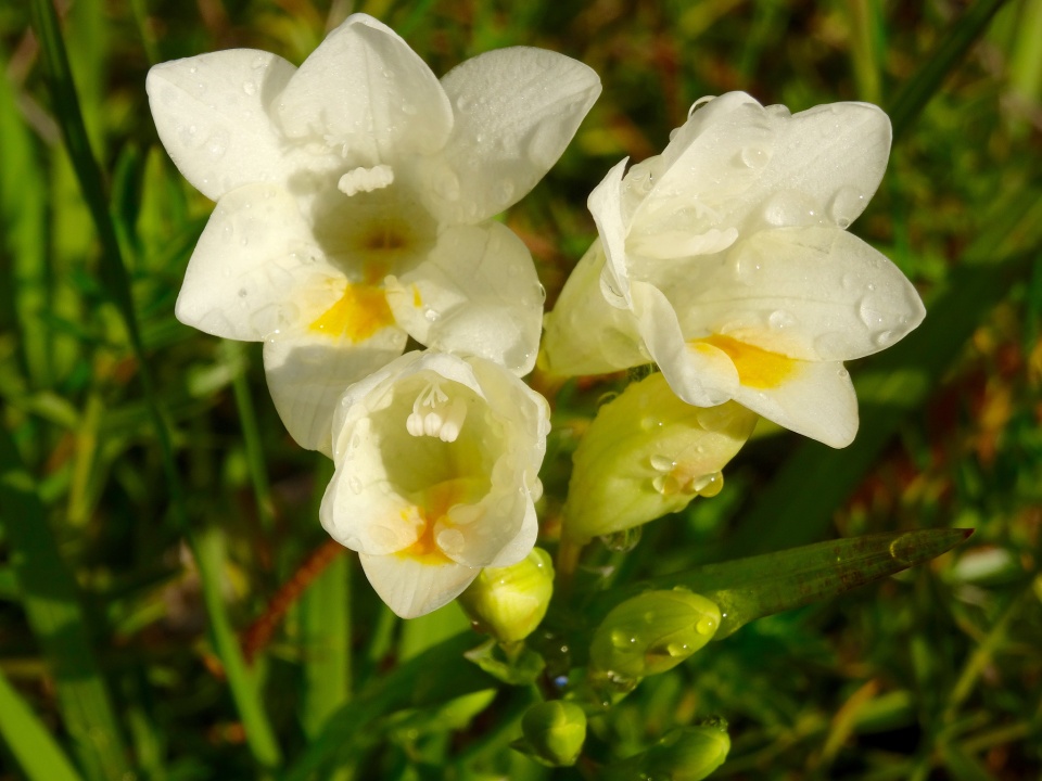 Wild freesias | PAR1 | Blipfoto