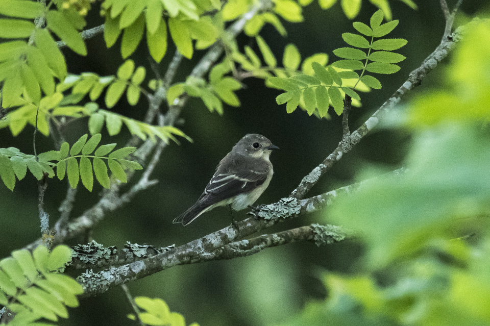 Garden birds | yuba | Blipfoto