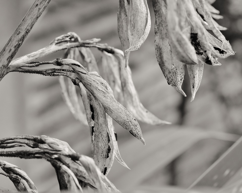 Tiny Tuesday . . . Flax Seed Pods | V1k1 | Blipfoto
