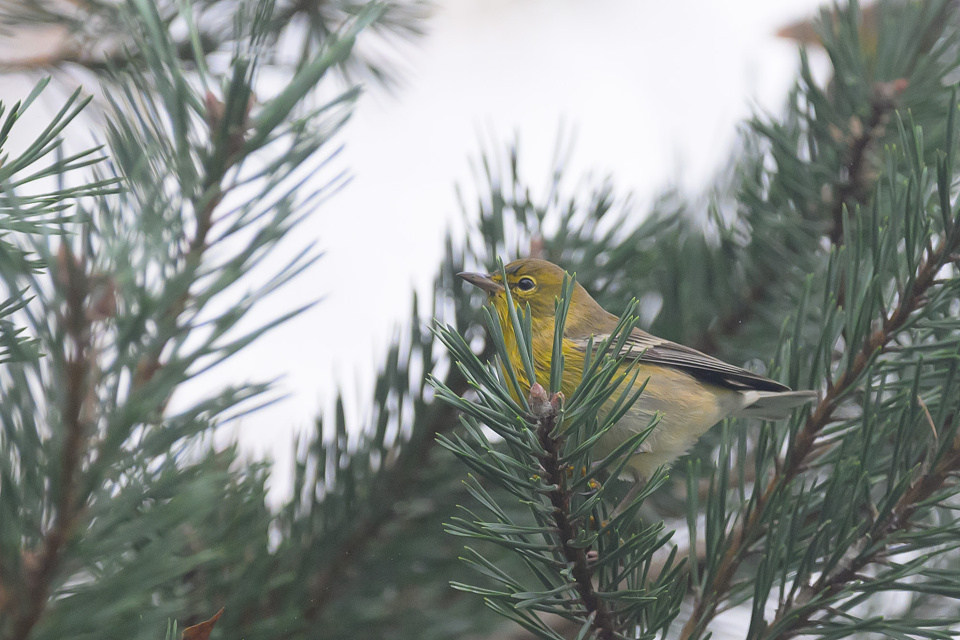 Camouflage in Yellow | dbifulco | Blipfoto