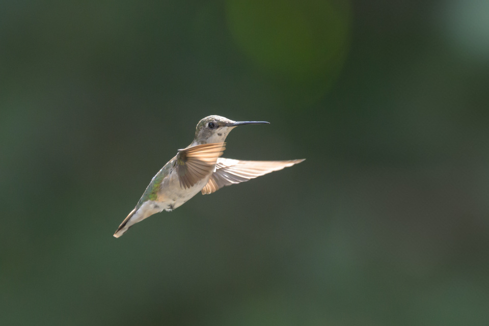 Flying... | dbifulco | Blipfoto