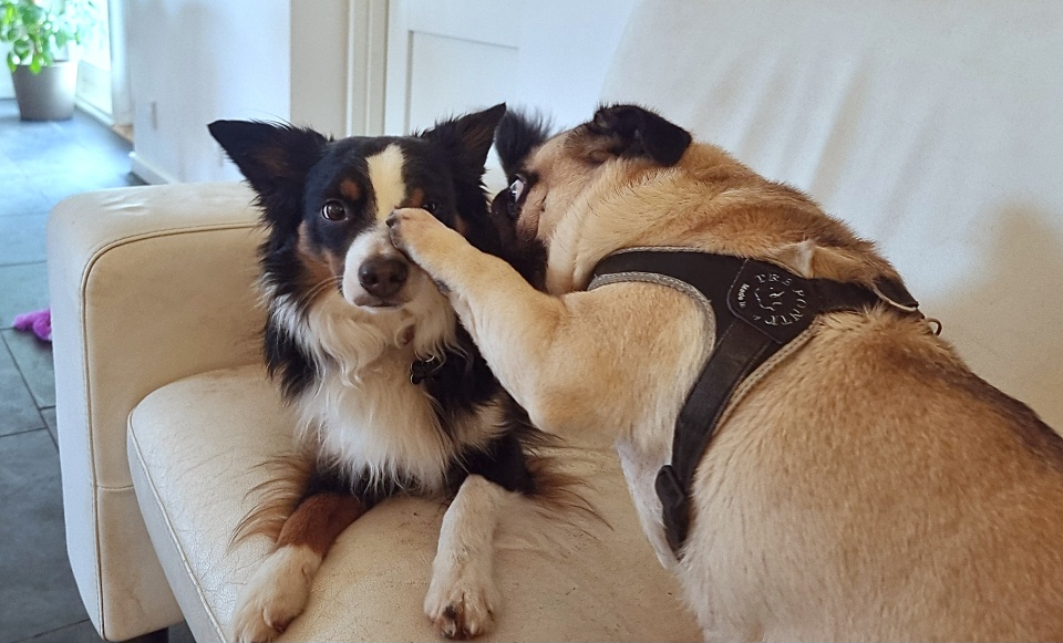 Nose Boop | TheHazylandBoys | Blipfoto