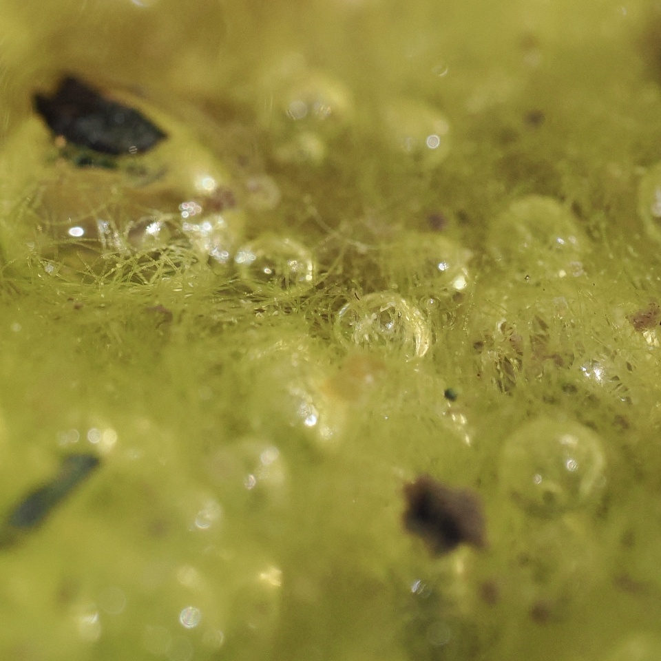 Wet | Technophobe | Blipfoto