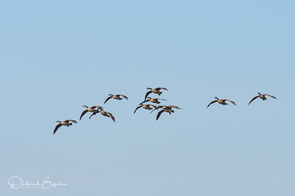 Whiffling... | dbifulco | Blipfoto