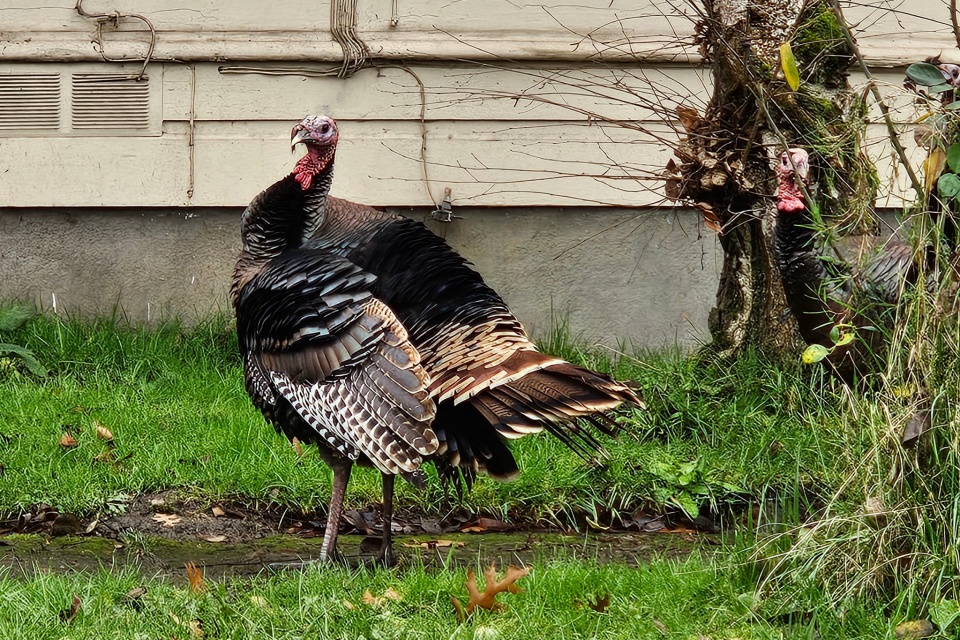 Urban Turkey | RonaldBerry | Blipfoto