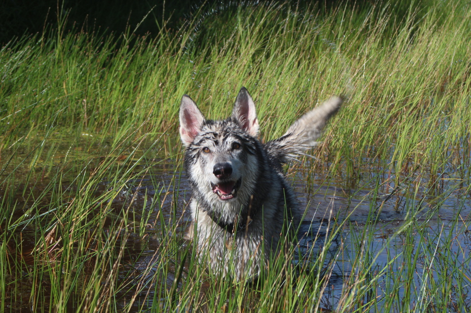 Swamp dog (Day 1561) | PorridgeWog | Blipfoto