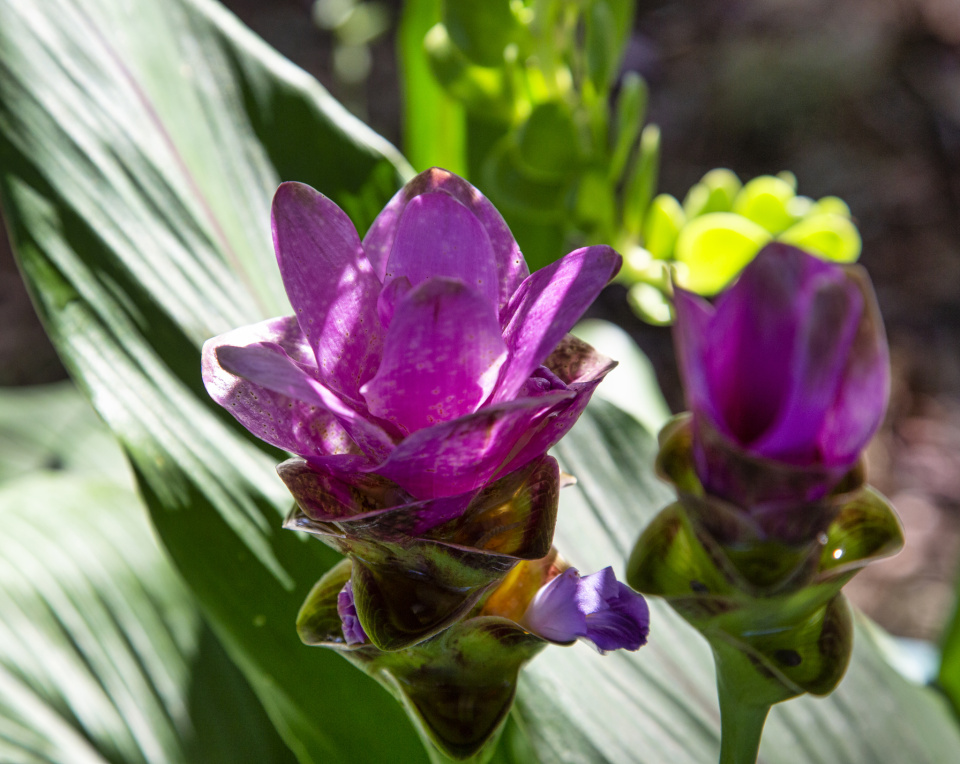 Ginger | bugsman | Blipfoto