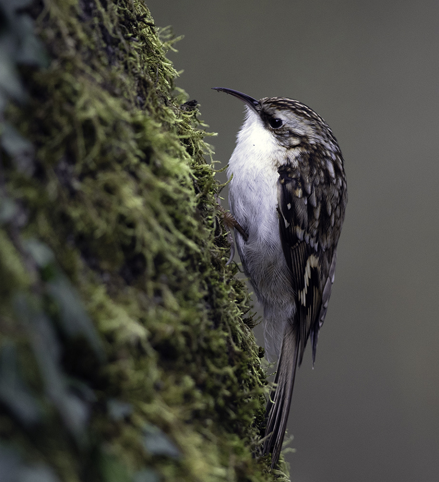Tree Creeper | Hillyblips | Blipfoto