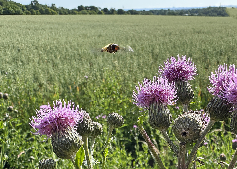 Hoverfly | Fairmilefoto | Blipfoto