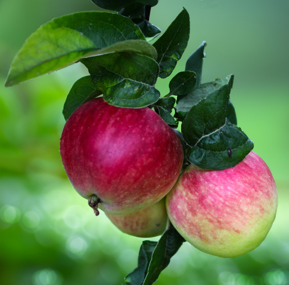 Calling Adam and Eve | Xtoffdav | Blipfoto