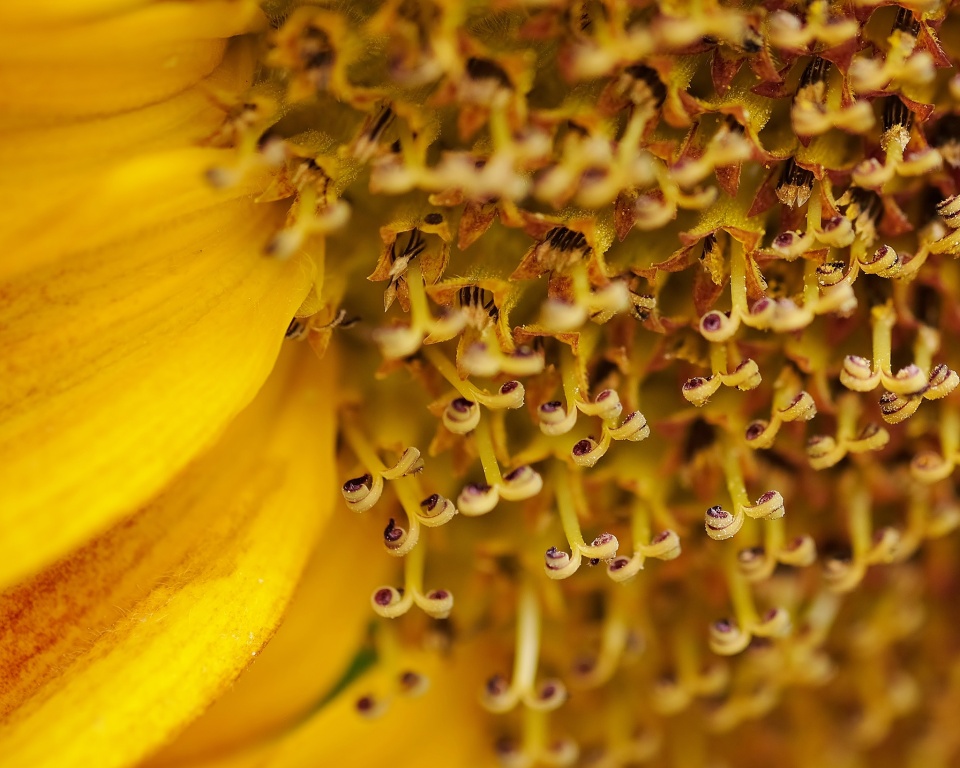 Tiny Tuesday . . . Sunflower | V1k1 | Blipfoto