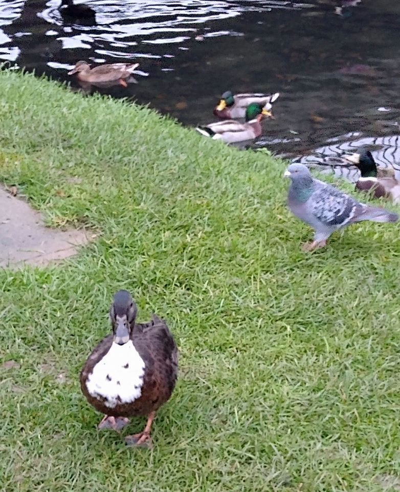 Peeking duck! | PicturePoems | Blipfoto