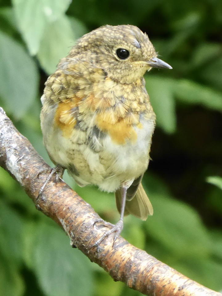 Robbie Junior | Kate64 | Blipfoto