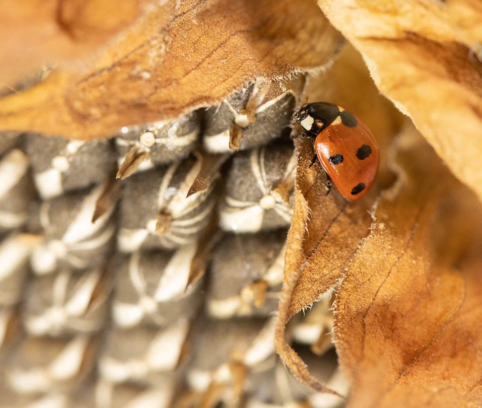 Autumn | Technophobe | Blipfoto