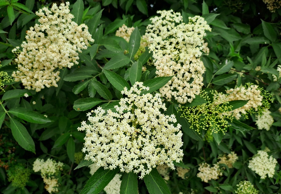 The plants are all going... | Jamjar | Blipfoto