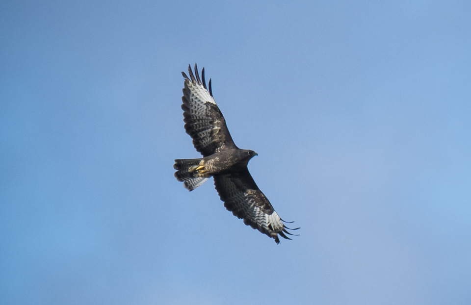 Hawks scream in the sky | yuba | Blipfoto
