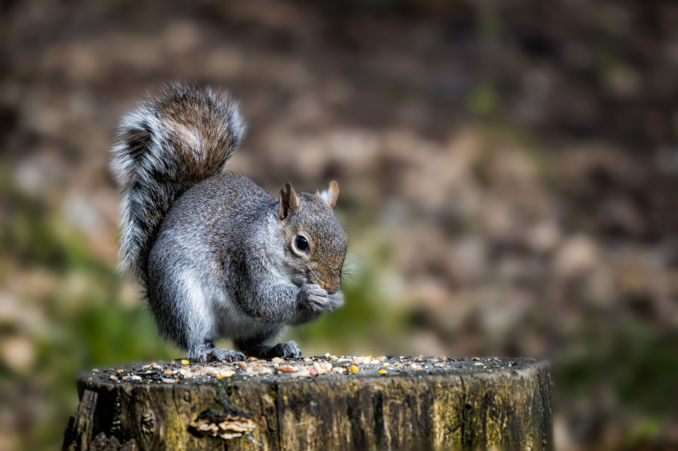 Cheeky Squirrel | Freyjad | Blipfoto