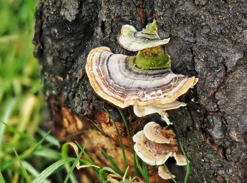 Turkey tail | Technophobe | Blipfoto