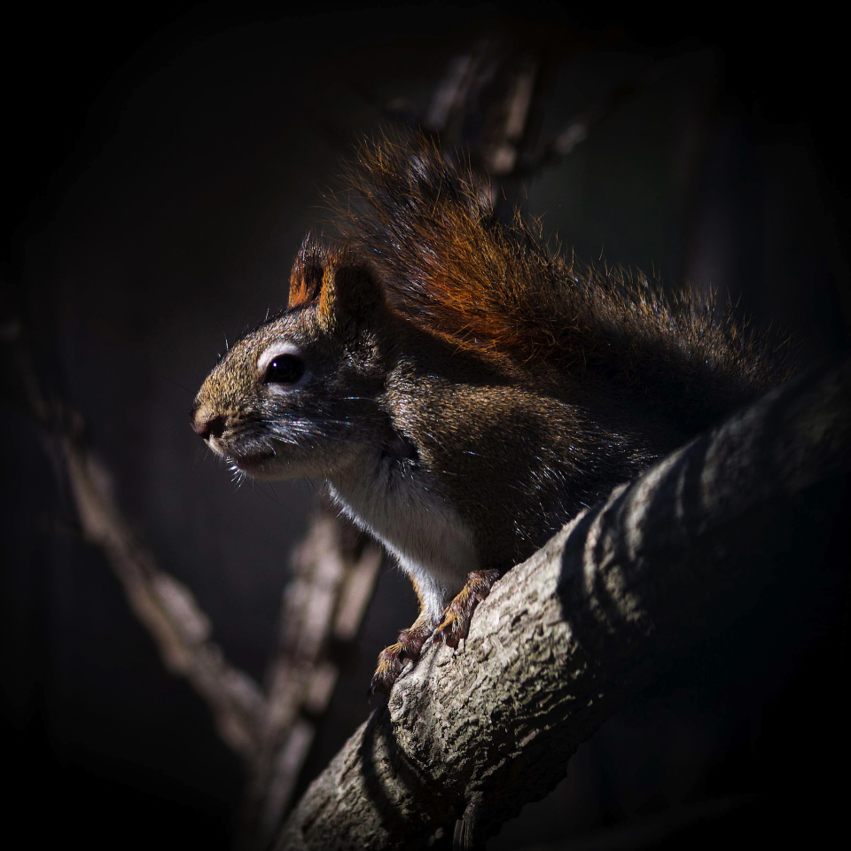 Rufus the Red | justbe | Blipfoto