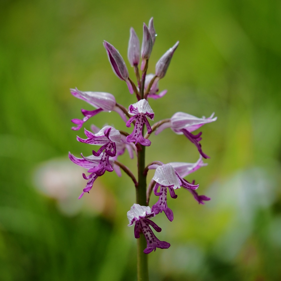 The Military Orchid | HilarysView | Blipfoto