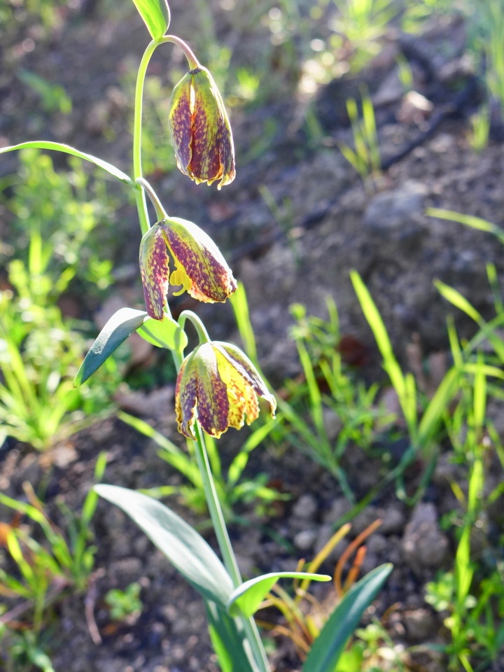 Mission Bells: 'Fritillaria Lanceolata' | Wildwood | Blipfoto