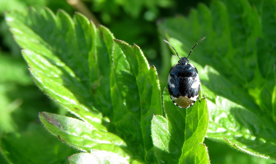 Pied Shieldbug | ladypop | Blipfoto