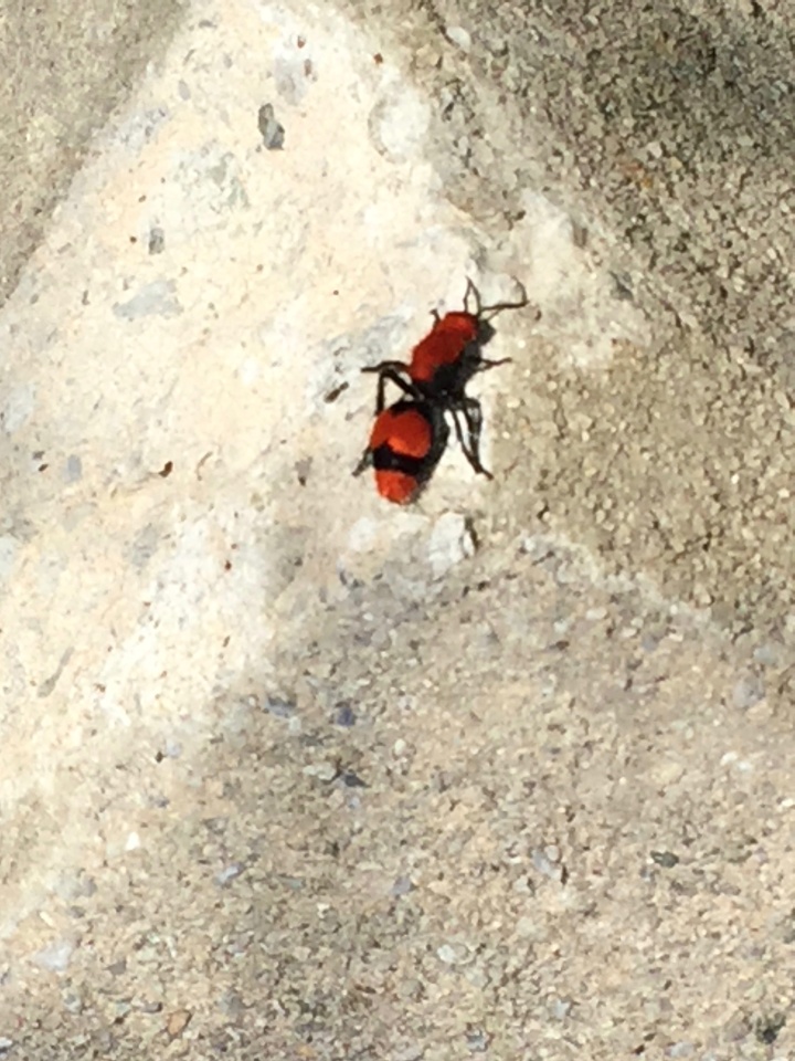 Velvet Ant - Cow Killer - Wingless Wasp | AnneILM60 | Blipfoto