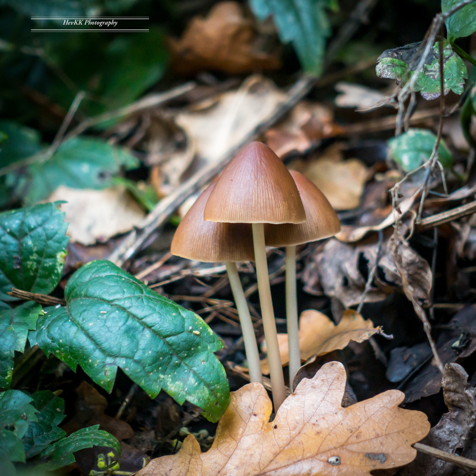 Trio | Hevkk | Blipfoto