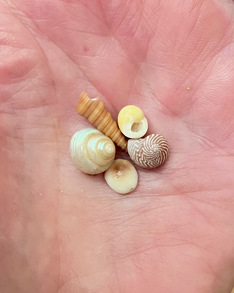 Tiny shells | CowgirlCarol | Blipfoto