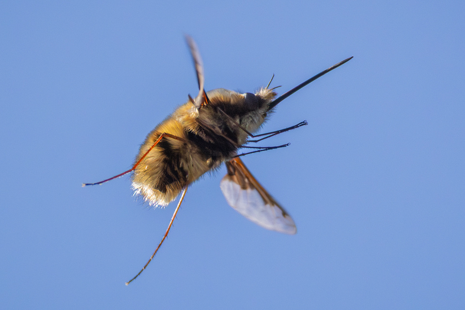 Bee-fly in Flight | Bom | Blipfoto