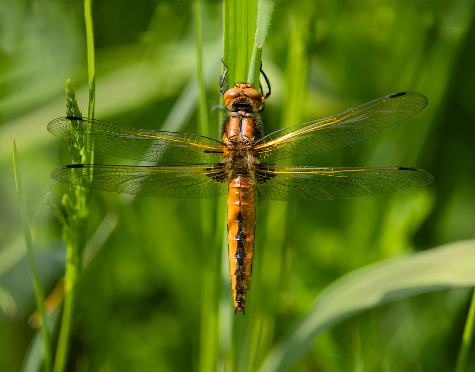 Scarce | Hillyblips | Blipfoto