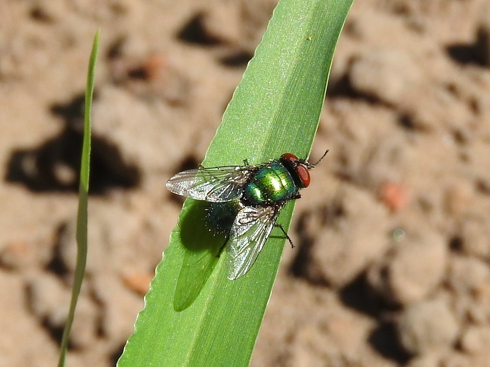 Shiny green fly | BJH | Blipfoto