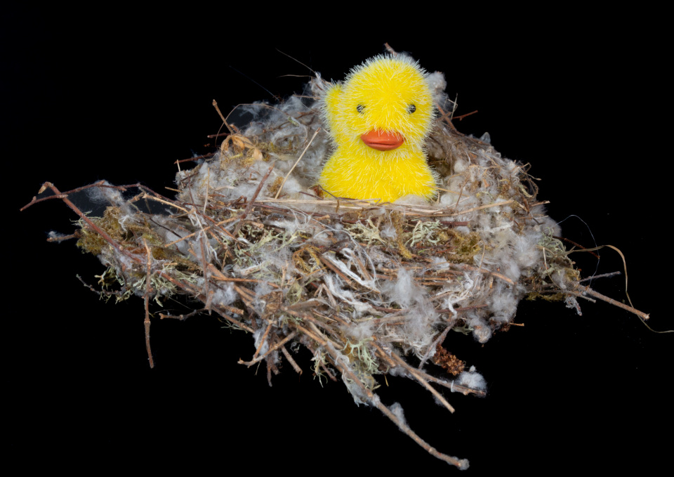 N Is For Nest | clickychick | Blipfoto