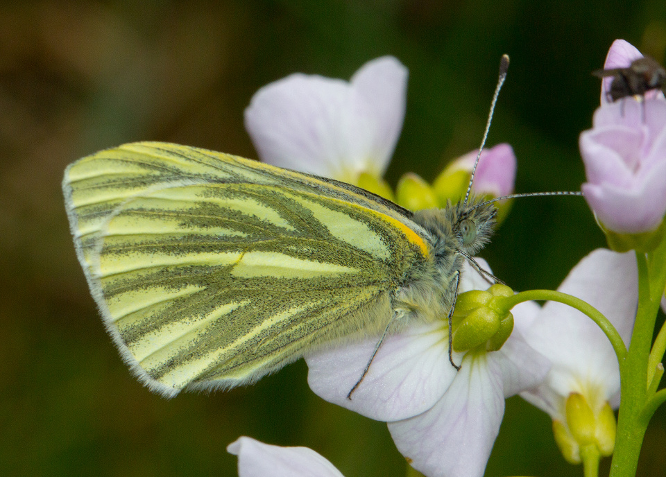 The Lemon-scented Butterfly! | RobPJ123 | Blipfoto