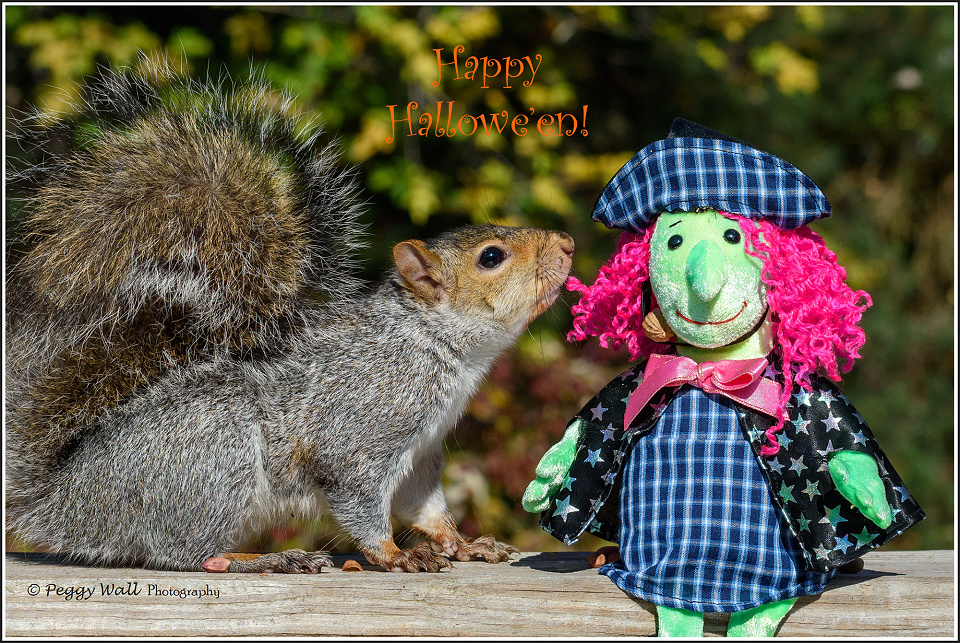 Silly Saturday .... | SquirrelsEtc | Blipfoto