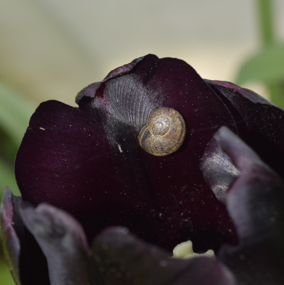 Black Knight and friend | rat | Blipfoto