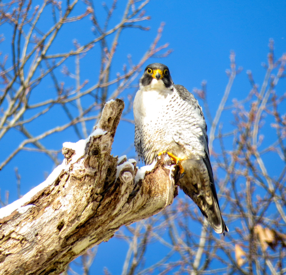 Lifer!! | KathyH58 | Blipfoto