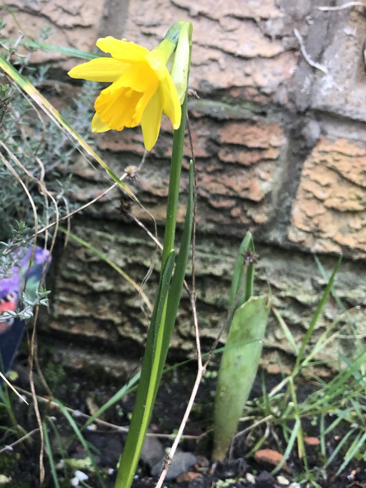 Spring Flower | JockMcGrumpy | Blipfoto