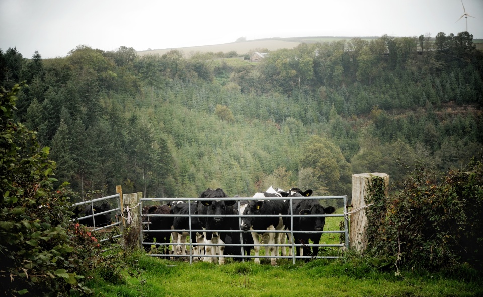 Gate crashers. | rmeinz | Blipfoto