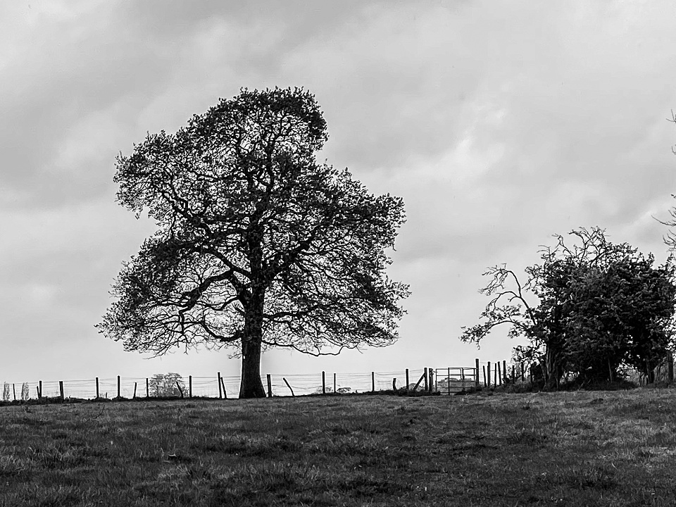 Mono Tree | kwchas | Blipfoto