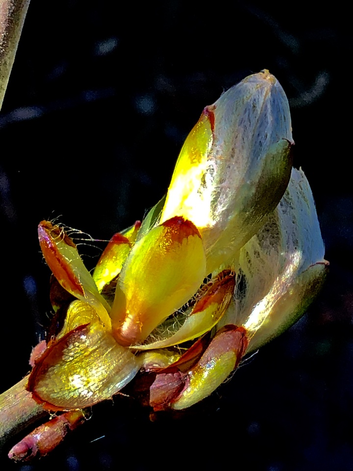 ‘Sticky Buds’ | V985 | Blipfoto