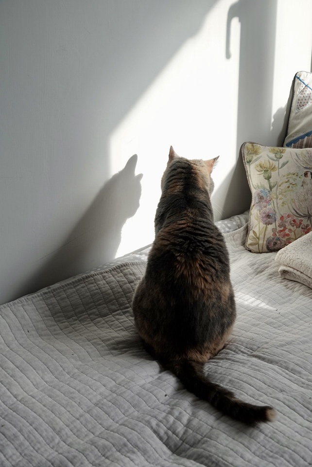 The cat and her shadow | esiuol | Blipfoto