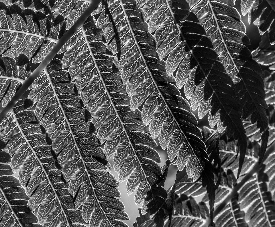Frond - The One and the Many | DonnaWanna | Blipfoto