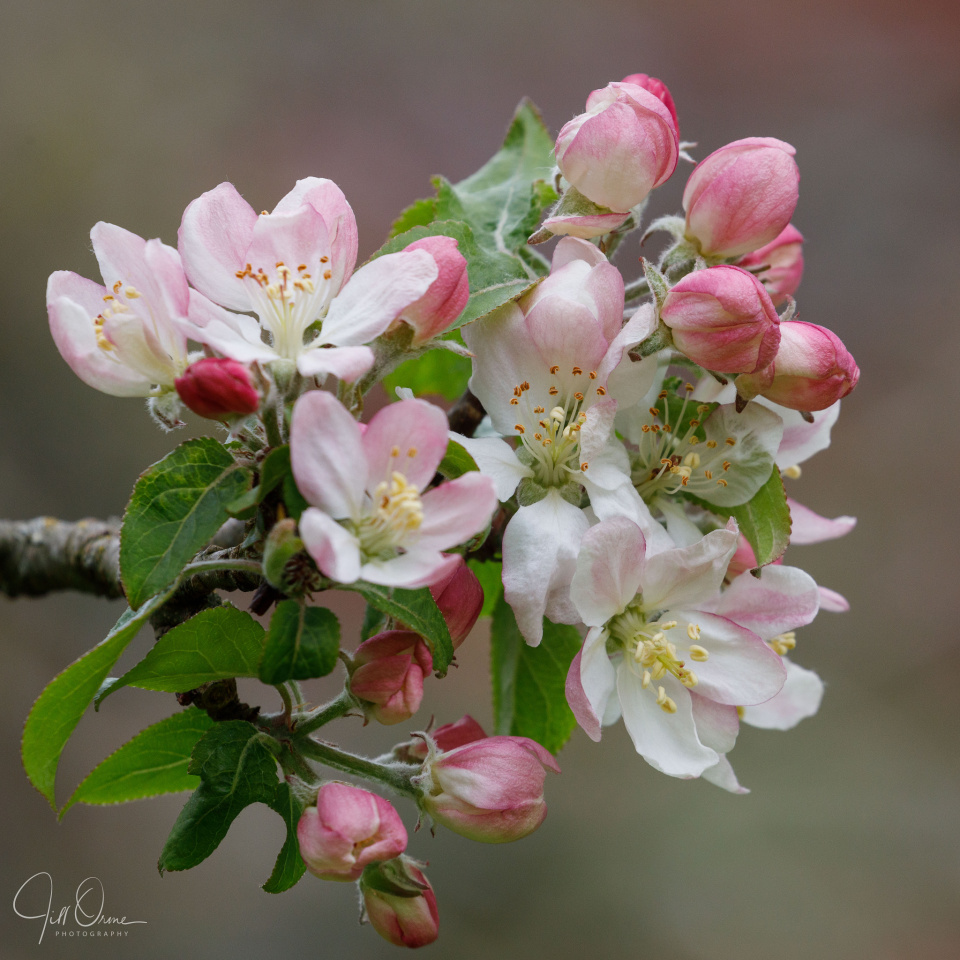 Flush | JDO | Blipfoto